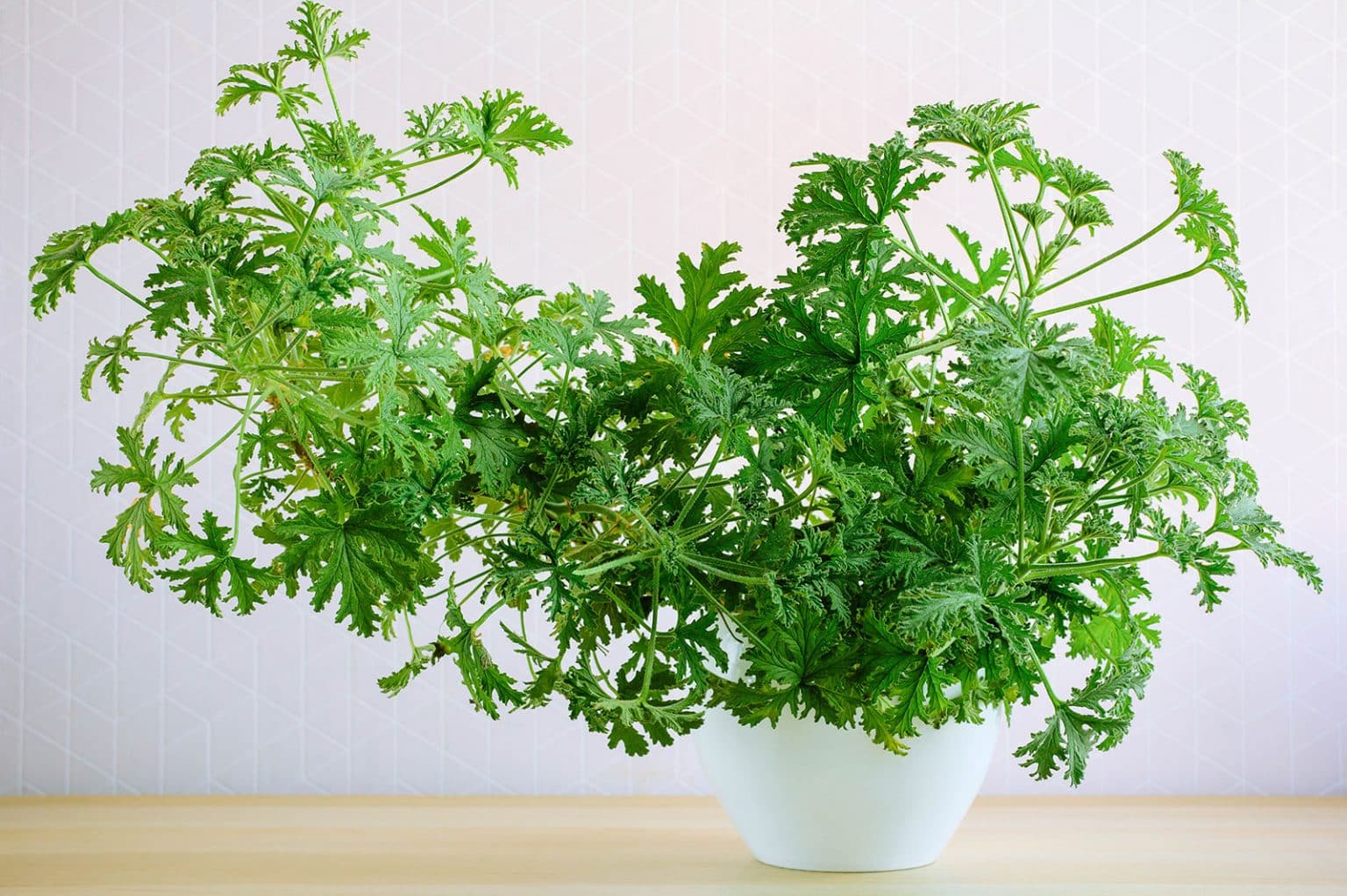 Growing Citronella, the So-Called Mosquito Plant (Does It Really Repel ...