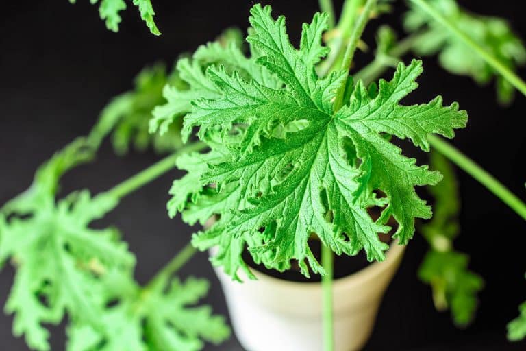 Growing Citronella, the So-Called Mosquito Plant (Does It Really Repel ...