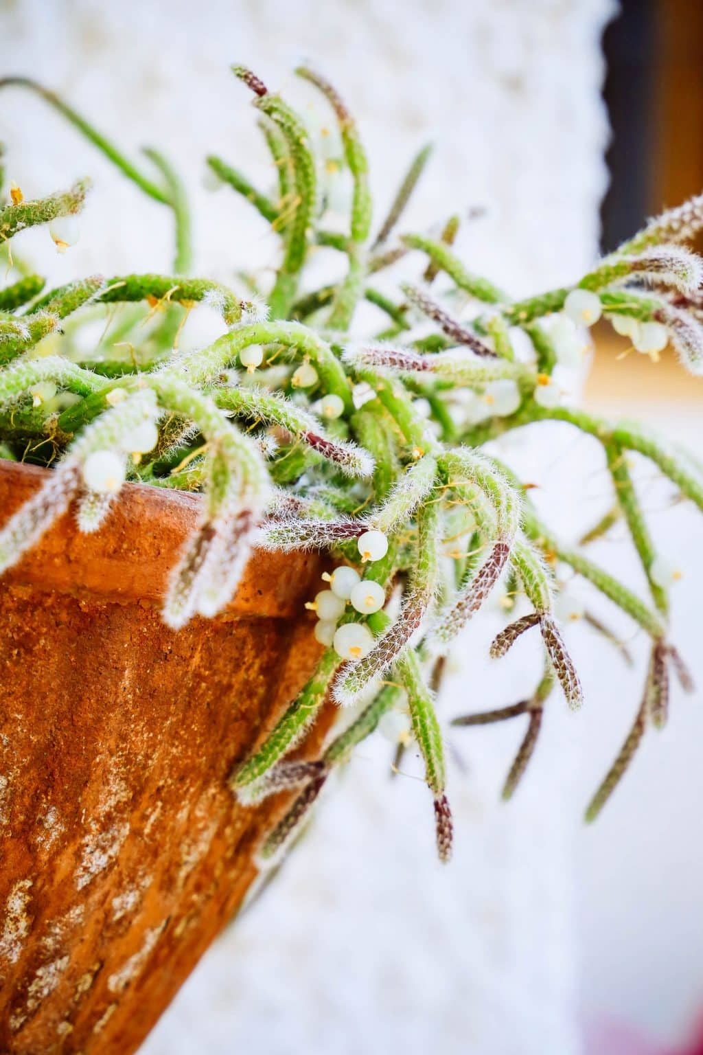 A Stress-Free Guide to Rhipsalis Plant Care - Garden Betty