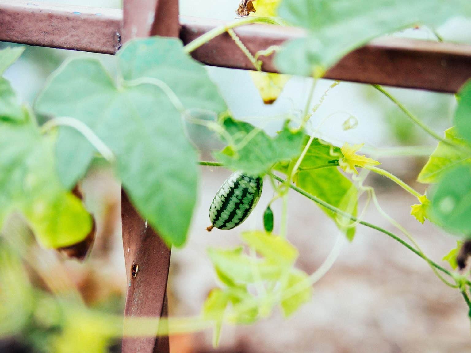 The Best Way to Grow Cucamelons (Mexican Sour Gherkins) - Garden Betty