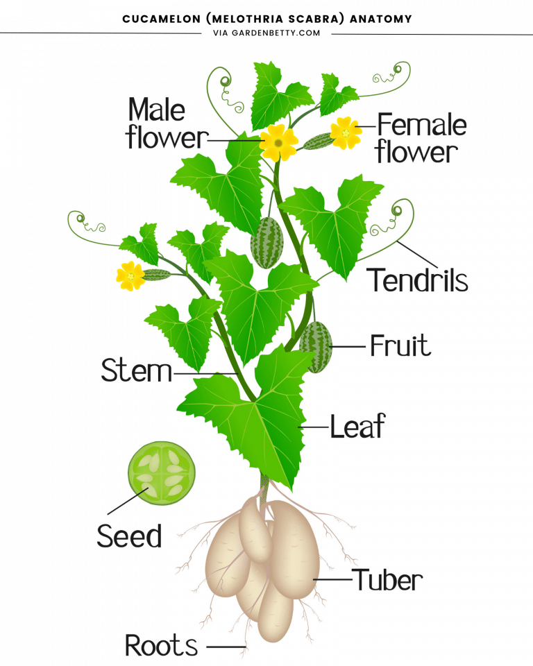 The Best Way to Grow Cucamelons (Mexican Sour Gherkins) - Garden Betty