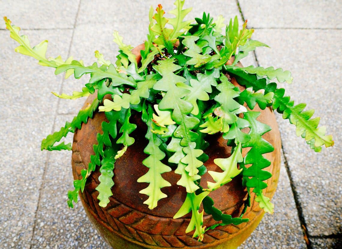 How to Grow a Crazy-Cool Zig-Zaggy Fishbone Cactus - Garden Betty