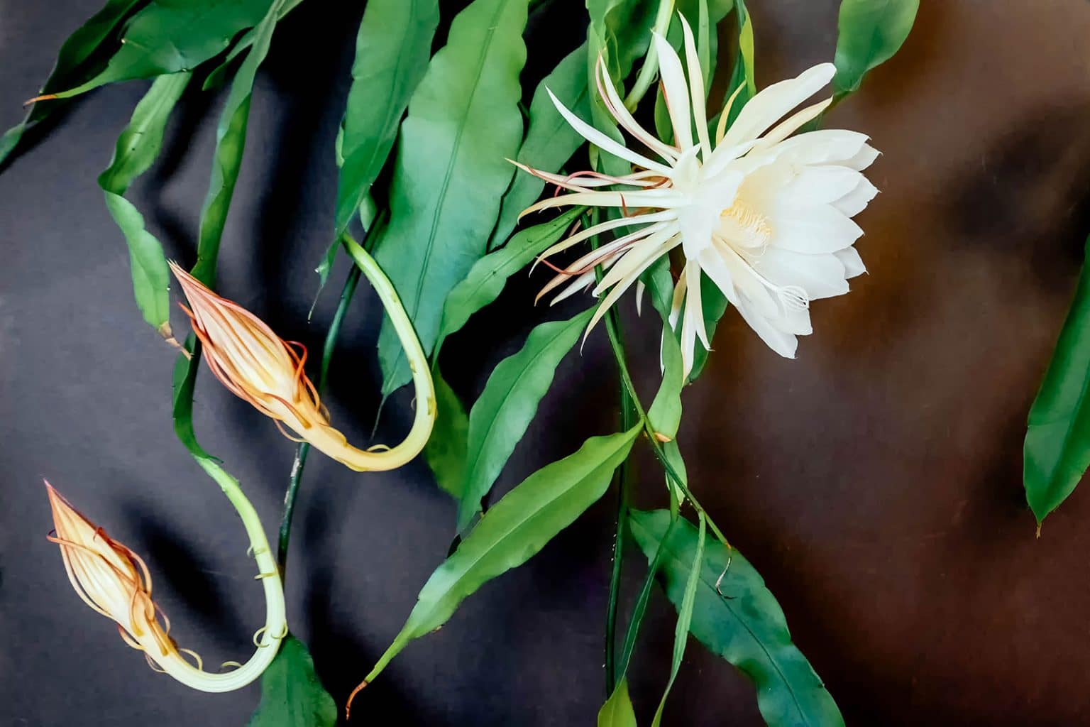 How to Get Epiphyllum (Orchid Cactus) to Bloom Abundantly - Garden Betty