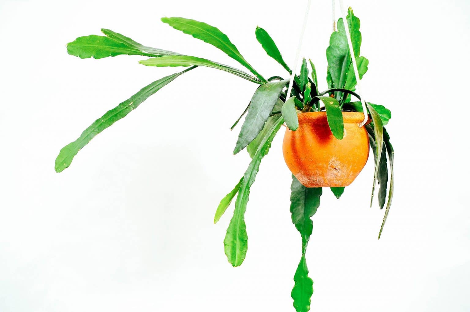 How to Get Epiphyllum (Orchid Cactus) to Bloom Abundantly – Garden Betty