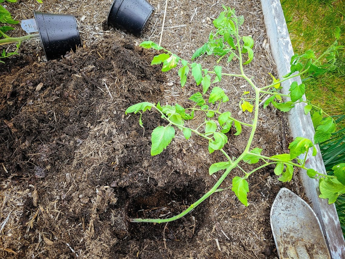 Planting Tomatoes Sideways: How Growing in a Trench Results in Bigger ...