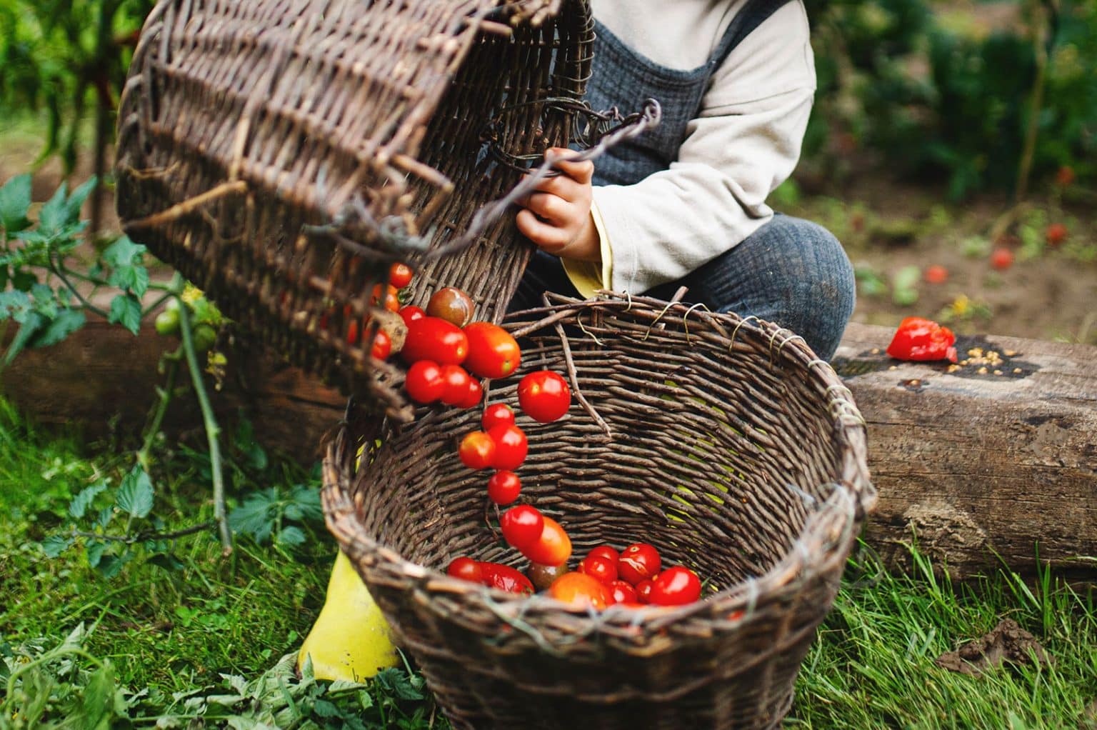 83 Fast-Growing Short-Season Tomato Varieties for Cold Climates ...