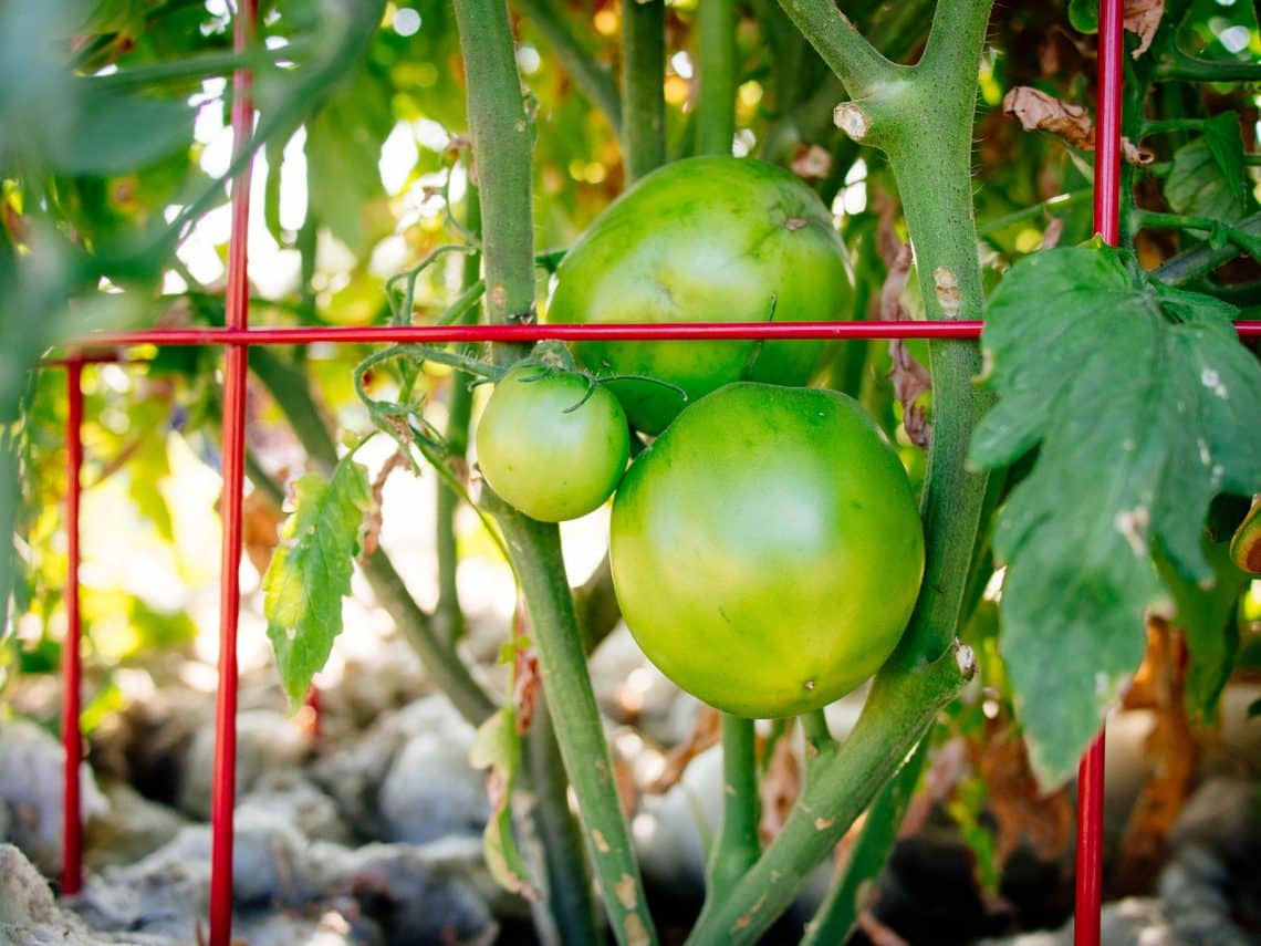 83 Fast-Growing Short-Season Tomato Varieties for Cold Climates ...