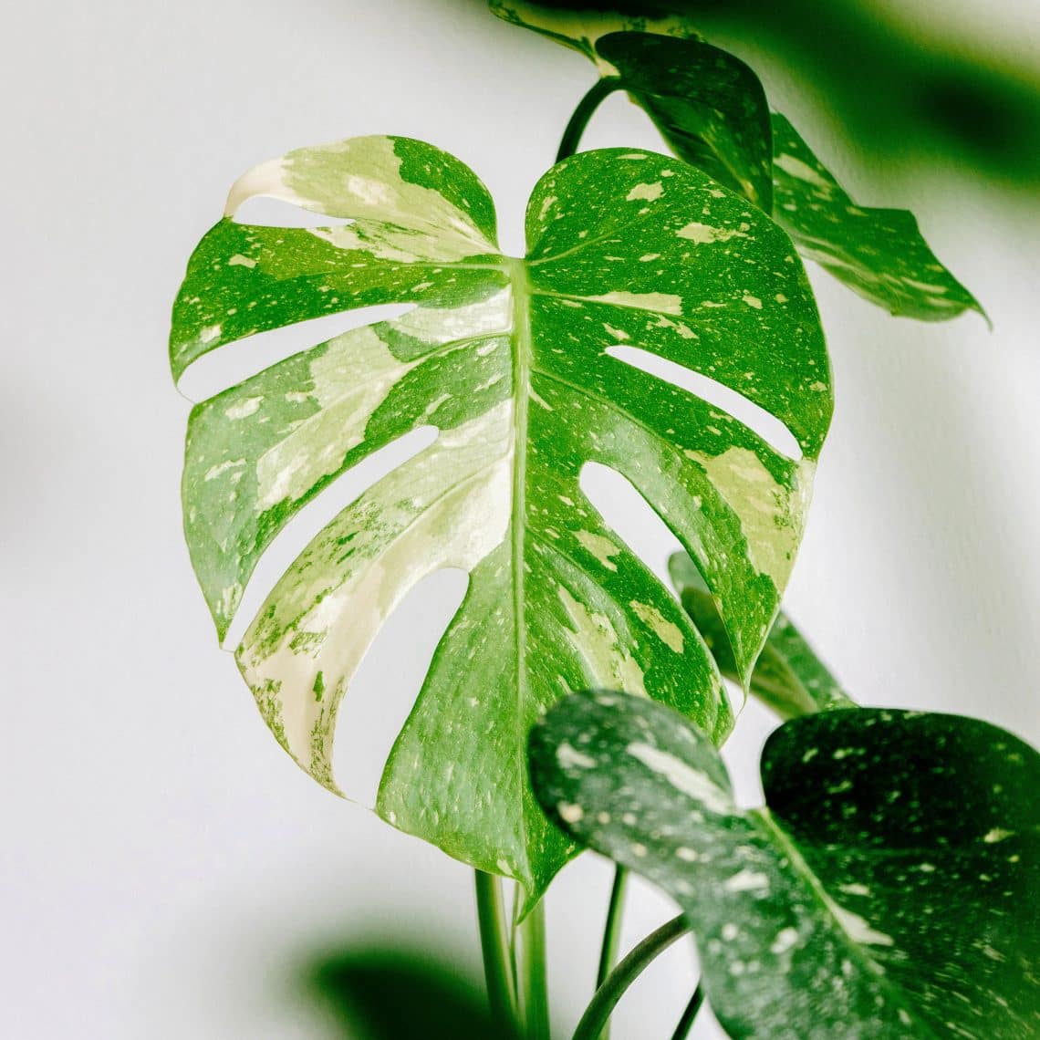 5 Must-Know Tips for Growing a Beautiful Thai Constellation Monstera ...