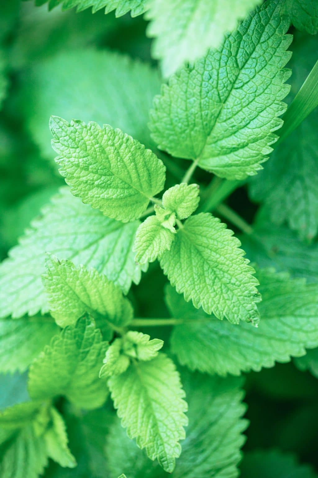 29 Perennial Herbs You Can Plant Once and Enjoy for Years - Garden Betty