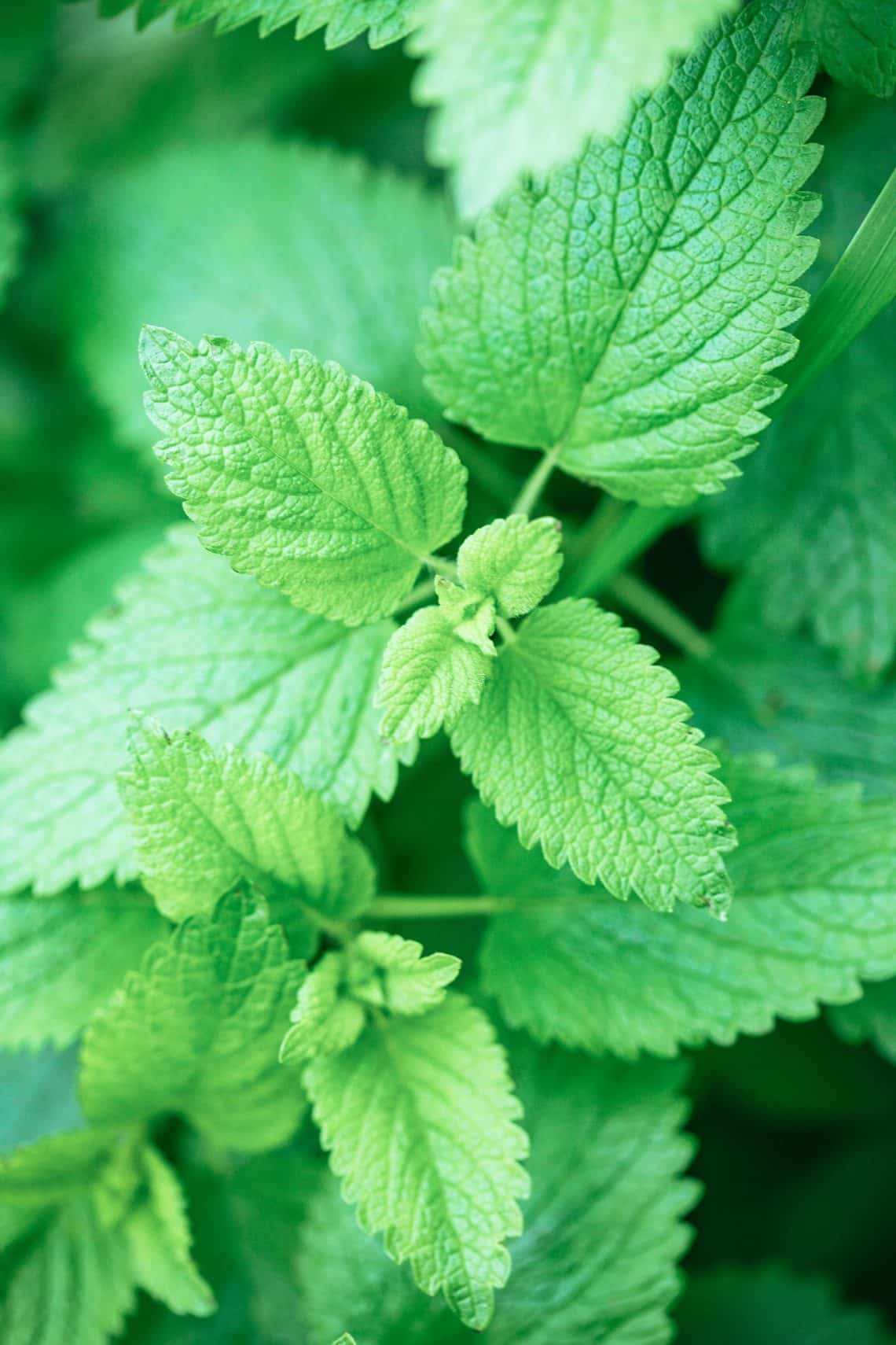 29 Perennial Herbs You Can Plant Once and Enjoy for Years - Garden Betty