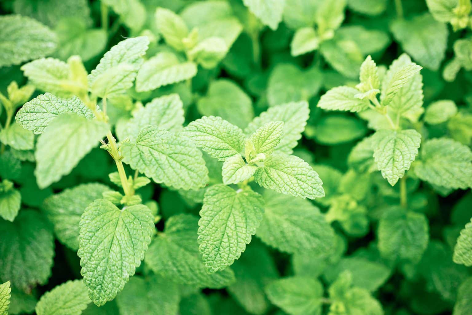 29 Perennial Herbs You Can Plant Once and Enjoy for Years - Garden Betty