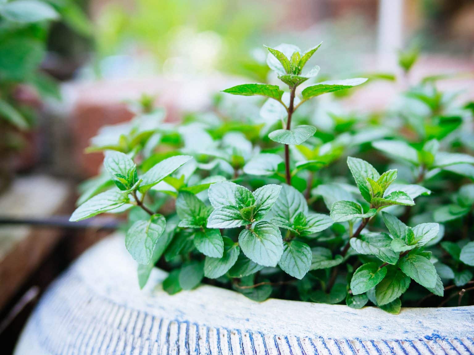 29 Perennial Herbs You Can Plant Once and Enjoy for Years - Garden Betty