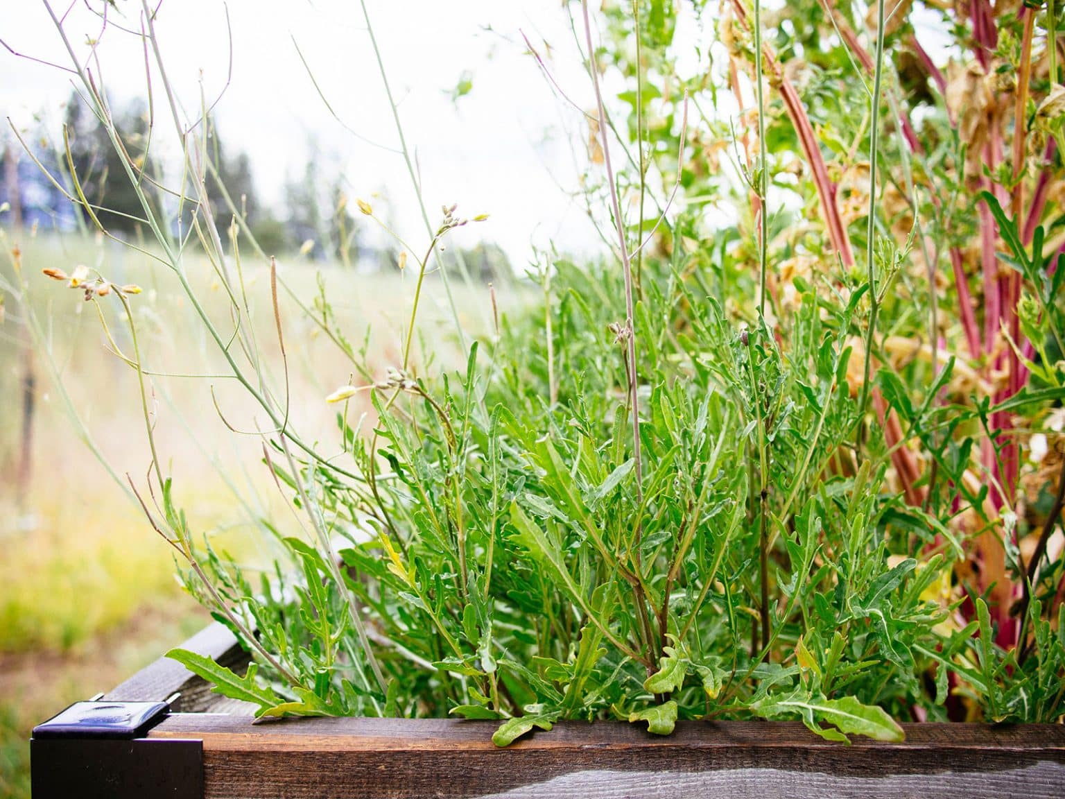 8 Tips to Stop Vegetables From Bolting This Summer – Garden Betty
