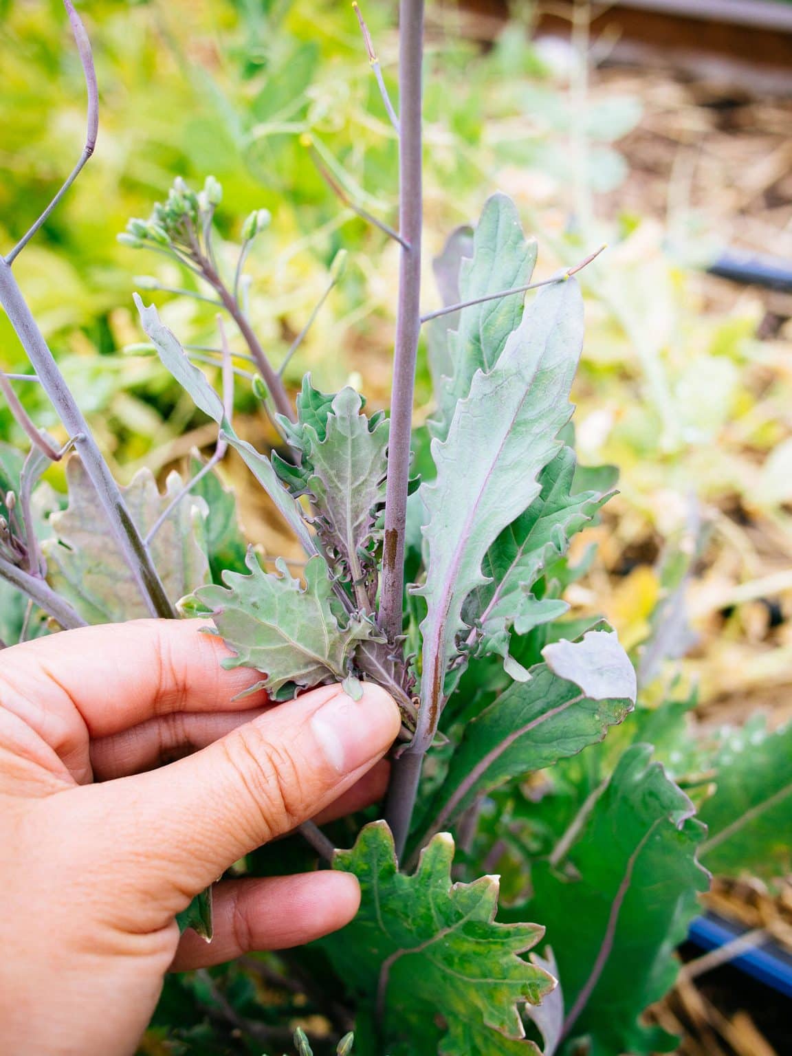 8 Tips to Stop Vegetables From Bolting This Summer – Garden Betty