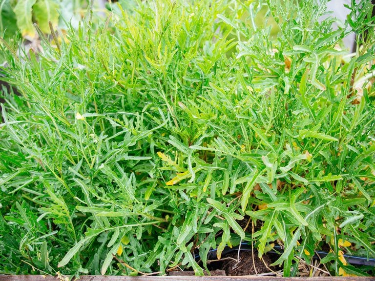 8 Tips to Stop Vegetables From Bolting This Summer – Garden Betty