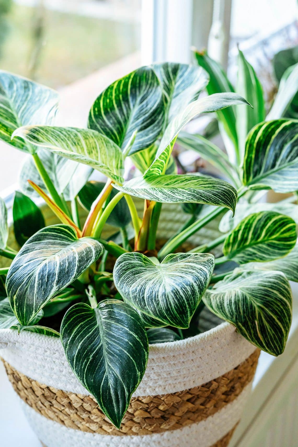 How to Keep Your Philodendron Birkin Lush and Healthy - Garden Betty