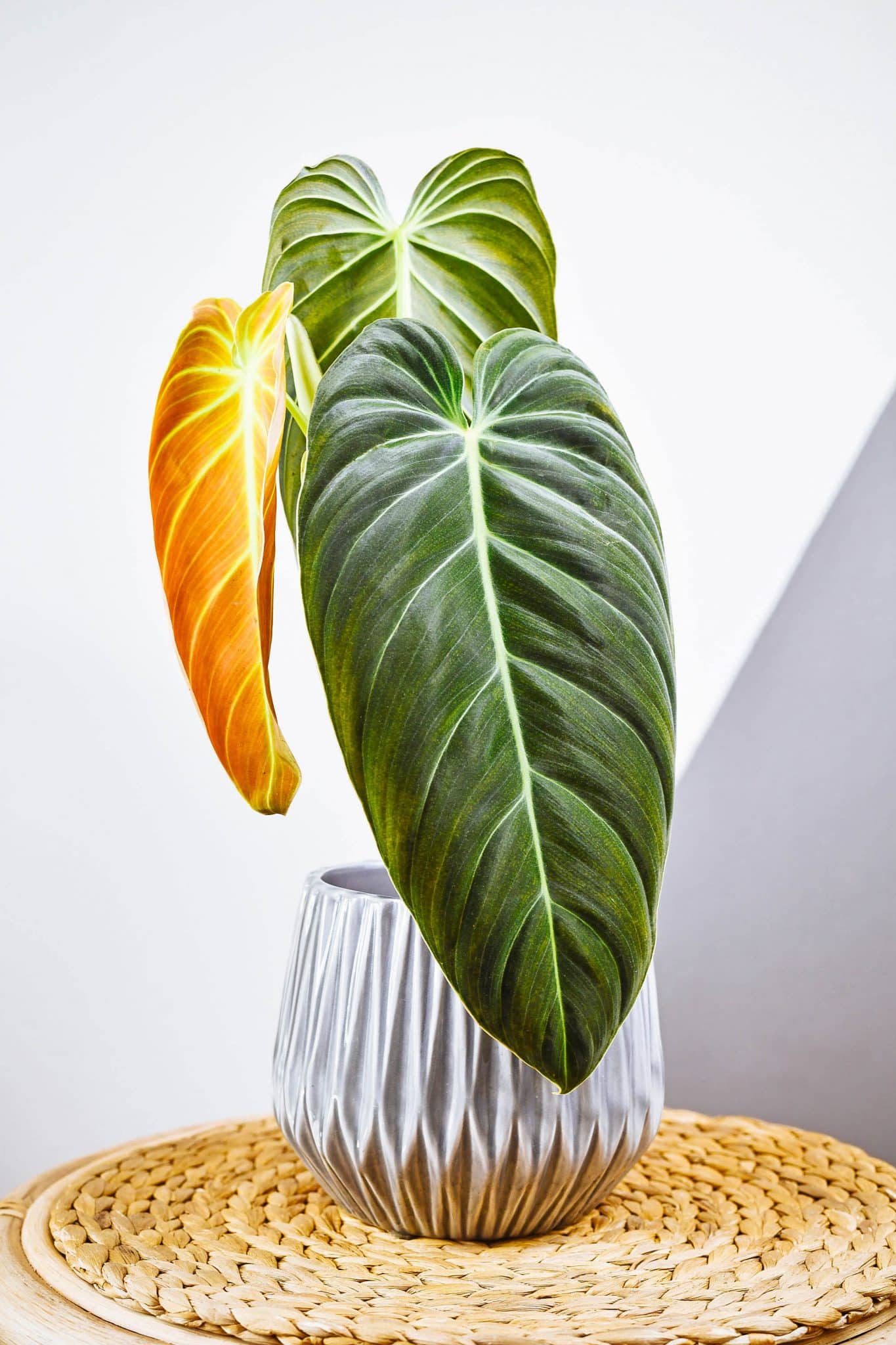How to Keep Your Black Gold Philodendron Looking Beautiful (P ...
