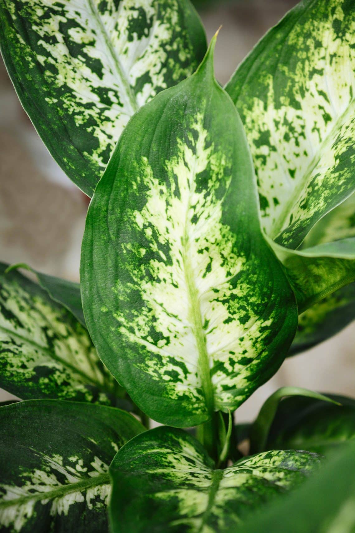 13 Dazzling Dieffenbachia Varieties You’ll Want to Grow at Home ...
