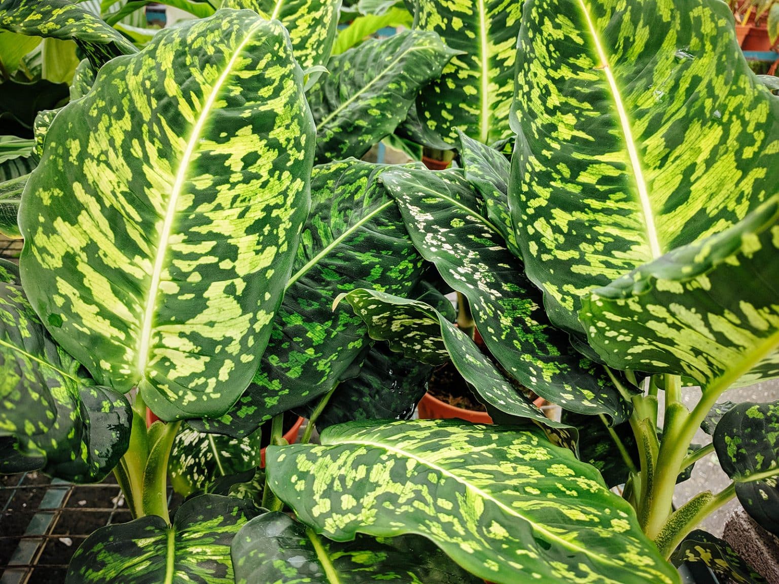 13 Dazzling Dieffenbachia Varieties You'll Want to Grow at Home ...