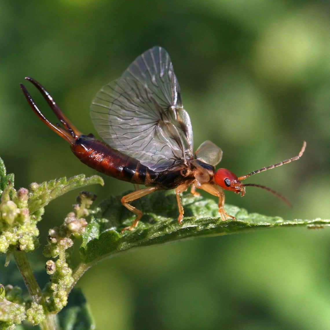 9 Ways to Prevent and Get Rid of Earwigs—For Good – Garden Betty