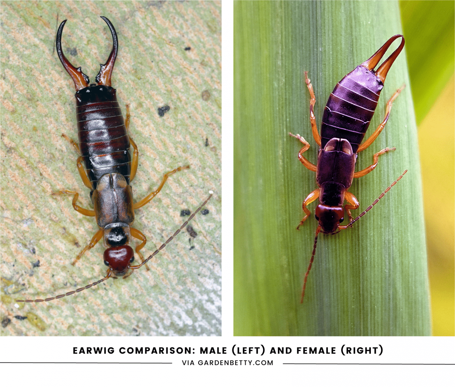 9 Ways to Prevent and Get Rid of Earwigs—For Good - Garden Betty