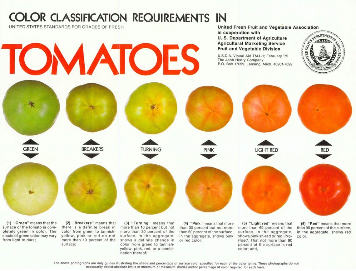 The Best Time to Pick Tomatoes for Peak Quality (It's Not What You ...