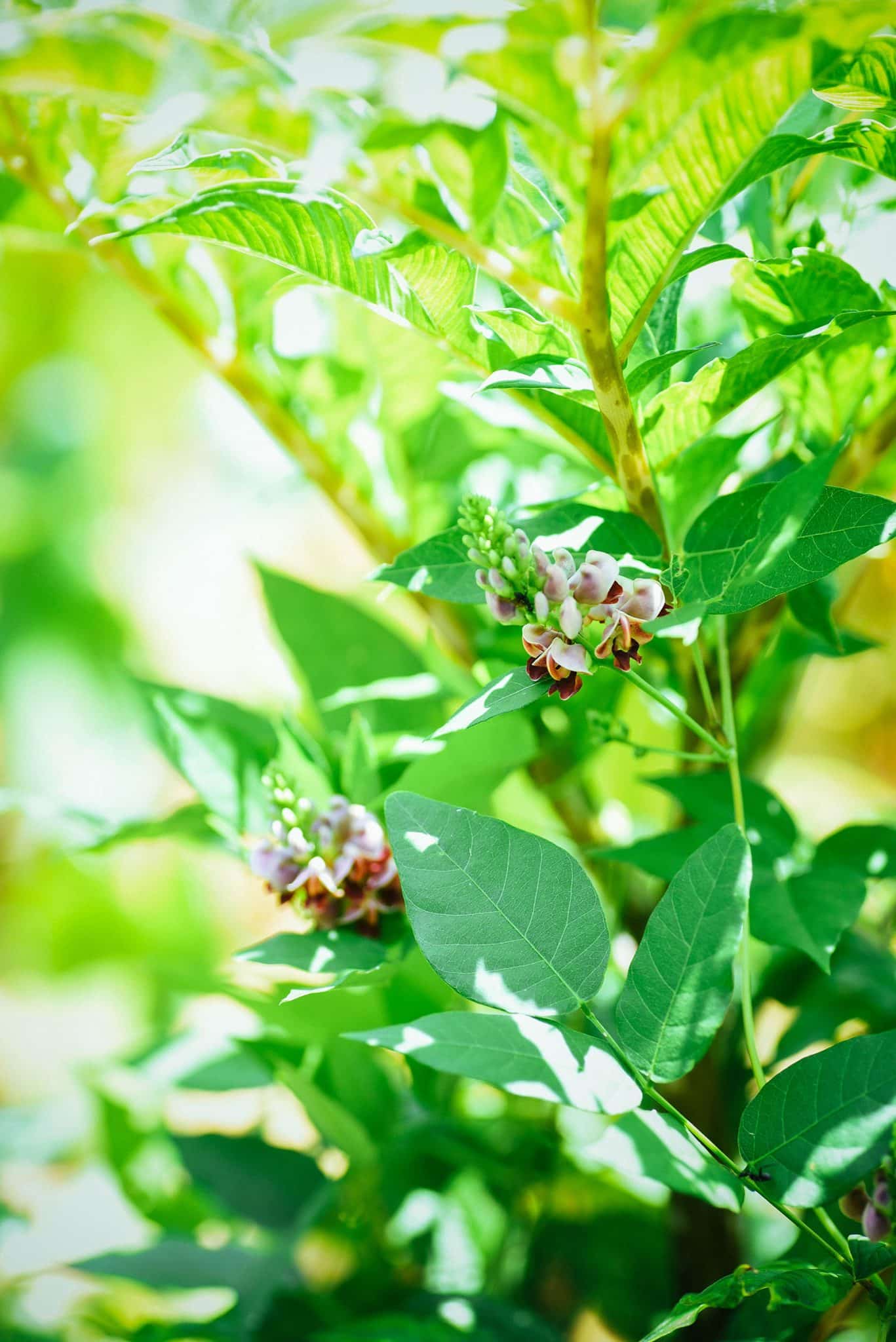 31 Perennial Vegetables to Plant Once and Enjoy for Years – Garden Betty