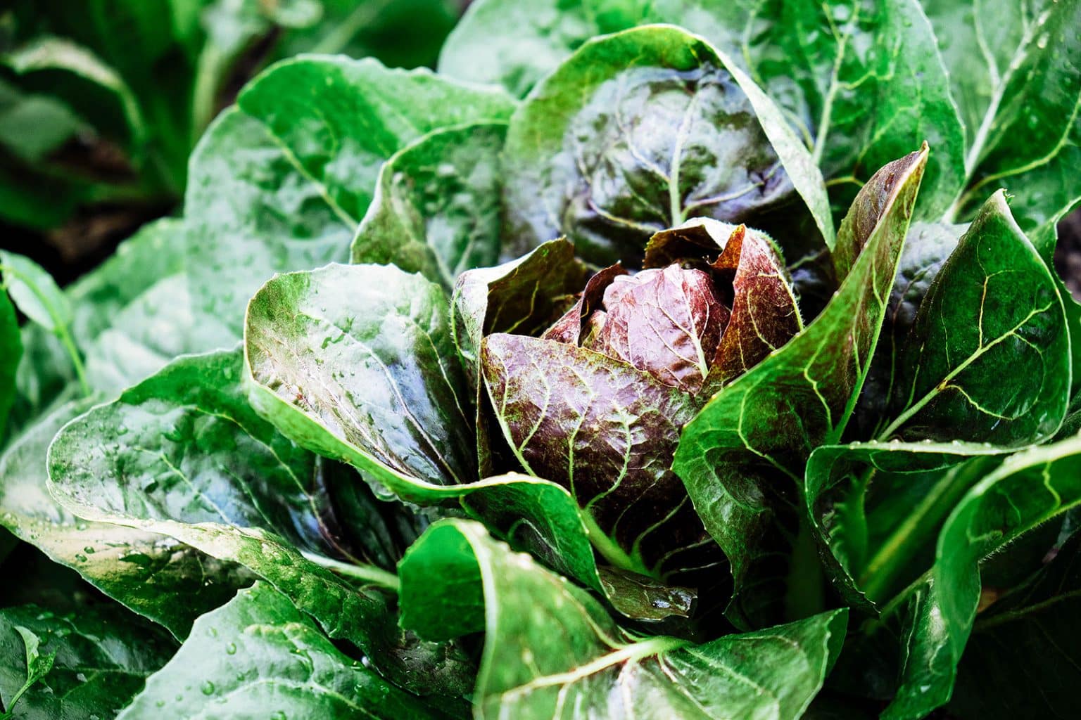 31 Perennial Vegetables to Plant Once and Enjoy for Years - Garden Betty