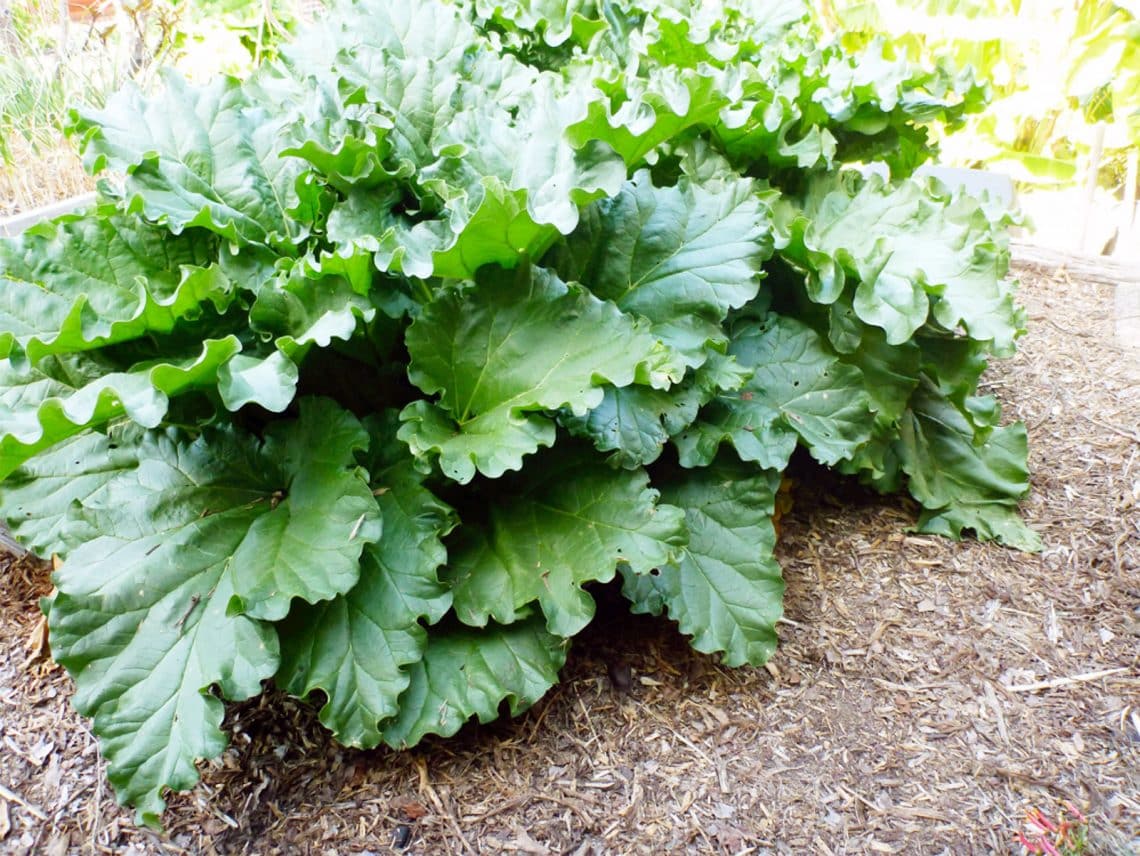 31 Perennial Vegetables to Plant Once and Enjoy for Years - Garden Betty
