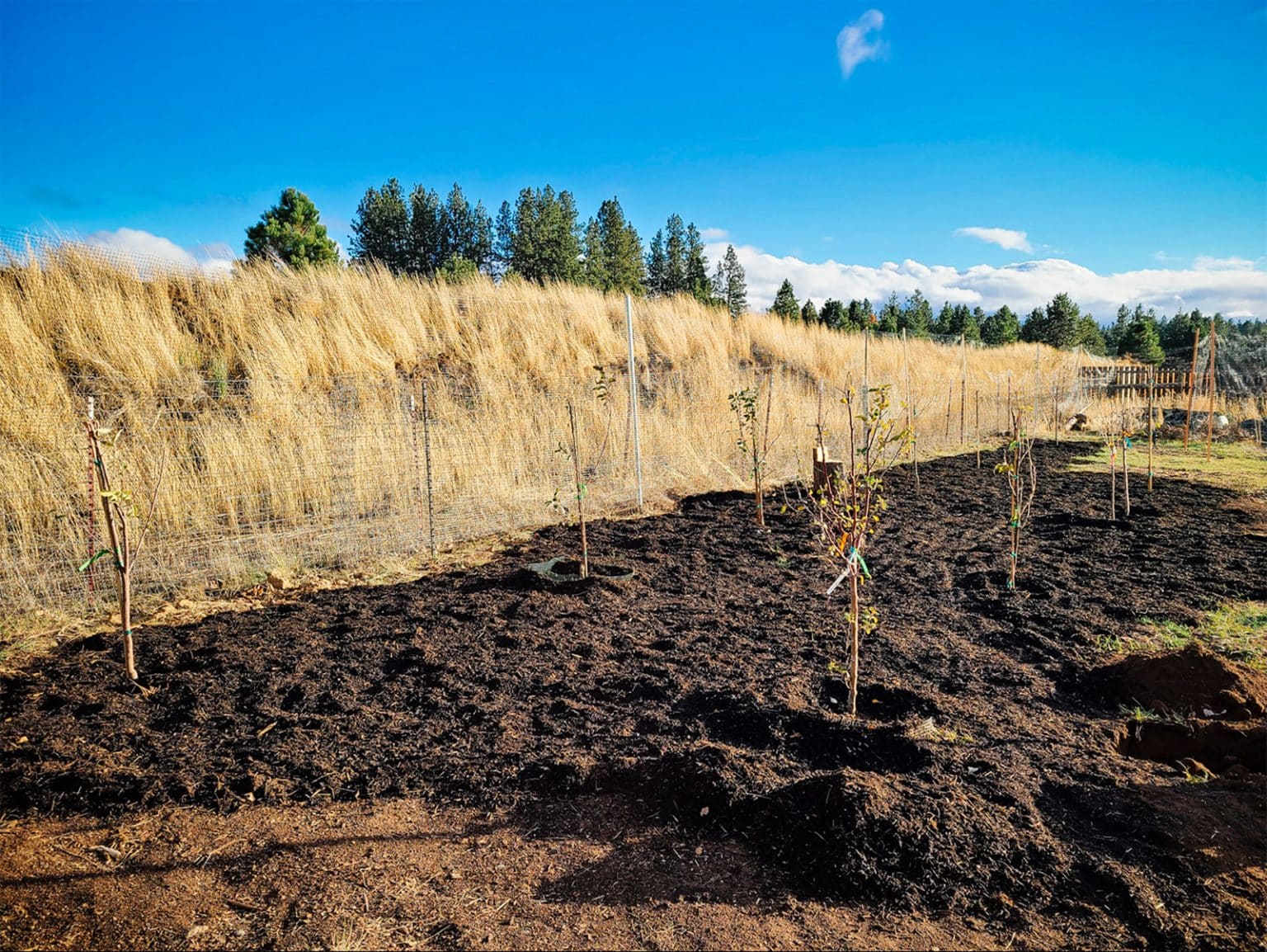 6 Best (and Easiest) Ways to Protect Trees and Shrubs in Winter ...