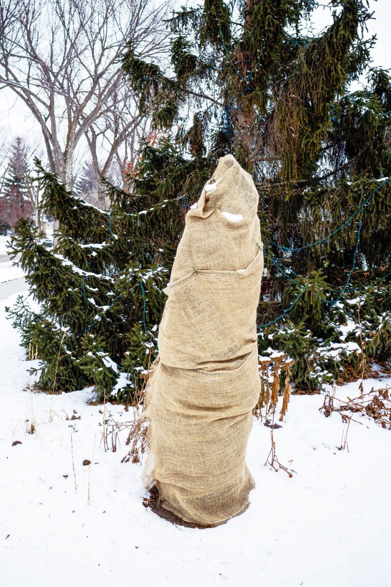 6 Best (and Easiest) Ways to Protect Trees and Shrubs in Winter ...