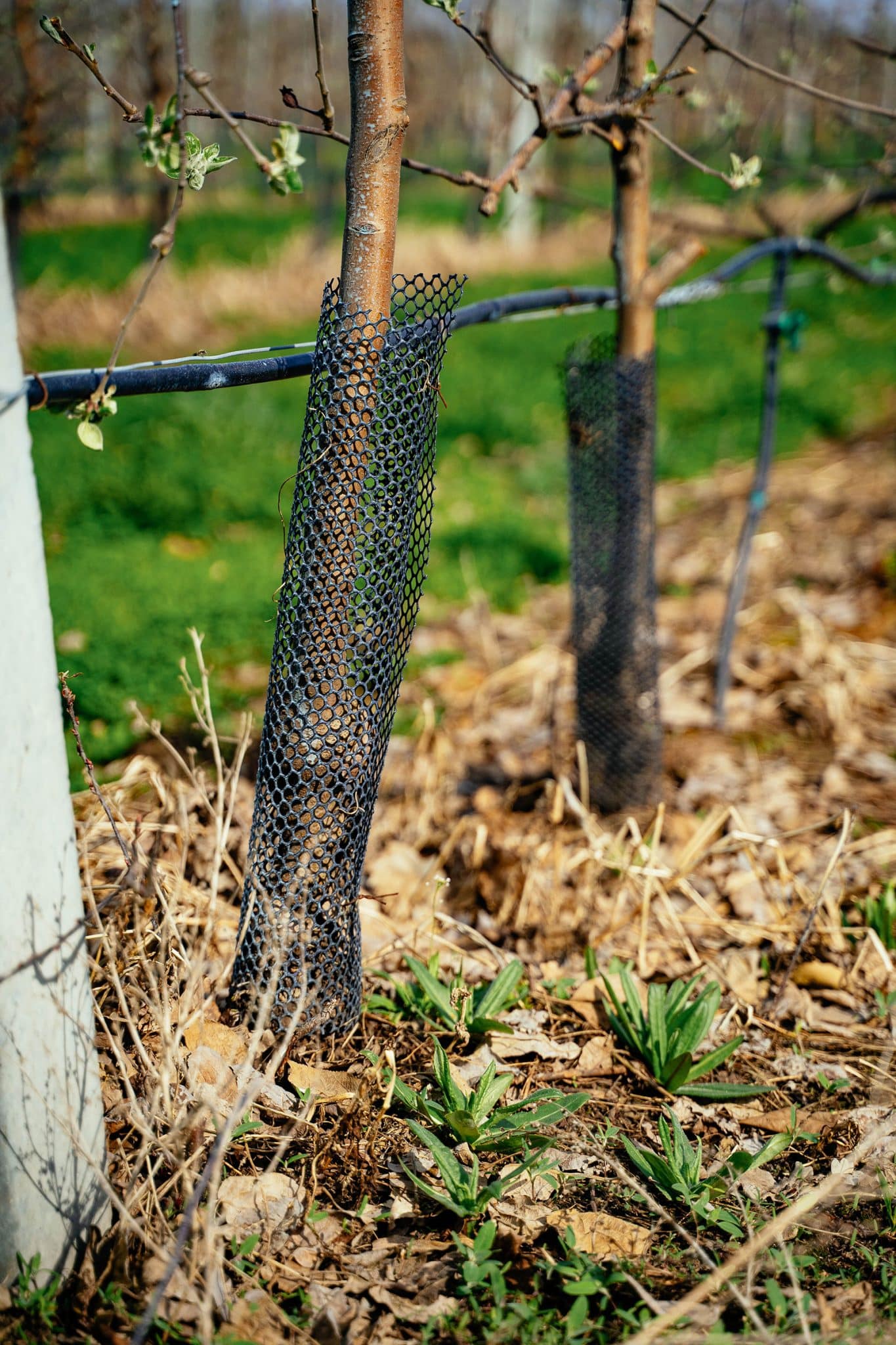 6 Best (and Easiest) Ways to Protect Trees and Shrubs in Winter ...