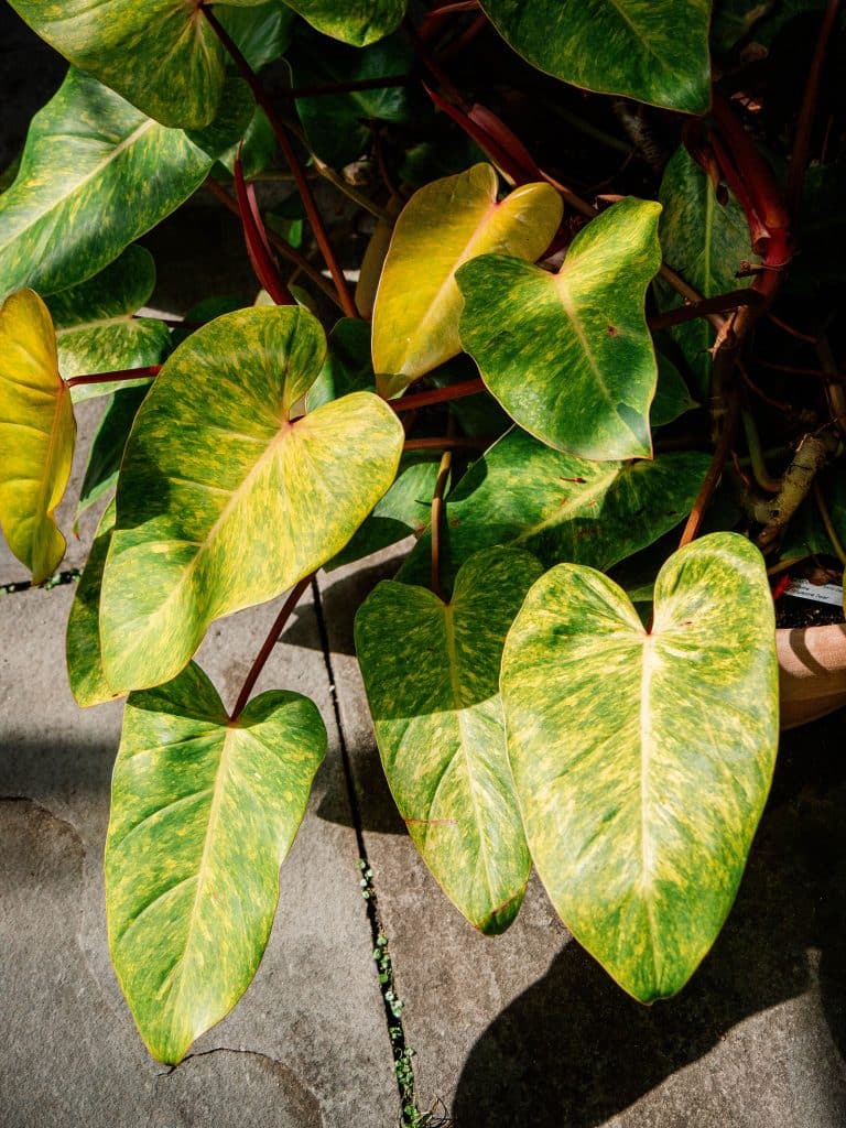 My Favorite Philodendron Varieties That You’ll Love Too (33 of Them ...