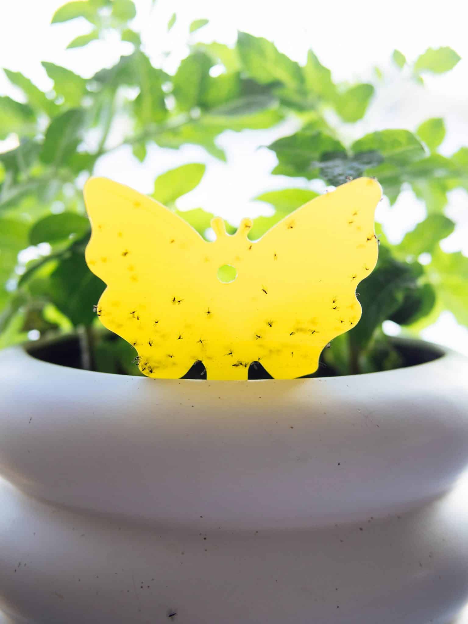 What IS That?! Dog Vomit Fungus: The Weird Slime Mold in Your Garden ...