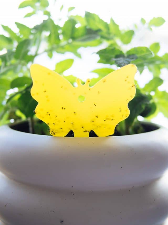 10 Actually Low-Light Plants to Brighten Up Darker Rooms - Garden Betty