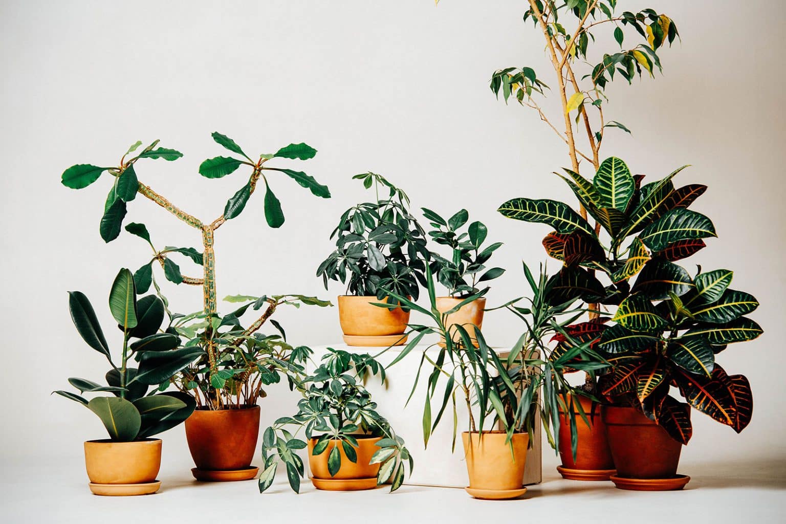 What Are Cultivars, Varieties, Hybrids and More: Layman’s Guide to ...