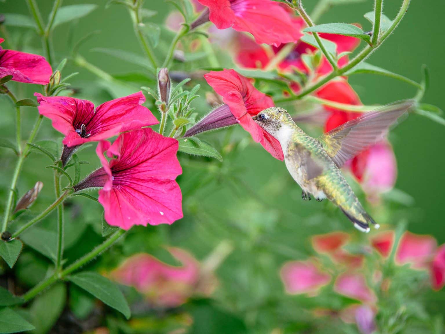 19 Flowers That Hummingbirds Love (Plant These in Your Garden ...