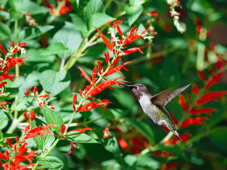 19 Flowers That Hummingbirds Love (Plant These in Your Garden ...