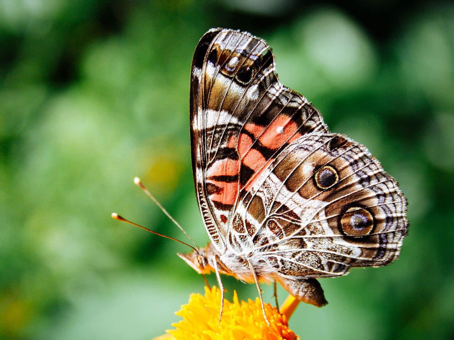 A Visual Guide to Identifying Butterflies in Your Garden – Garden Betty