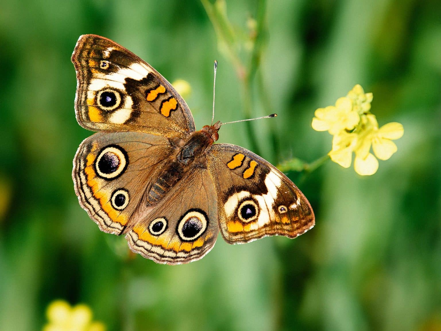 A Visual Guide to Identifying Butterflies in Your Garden - Garden Betty