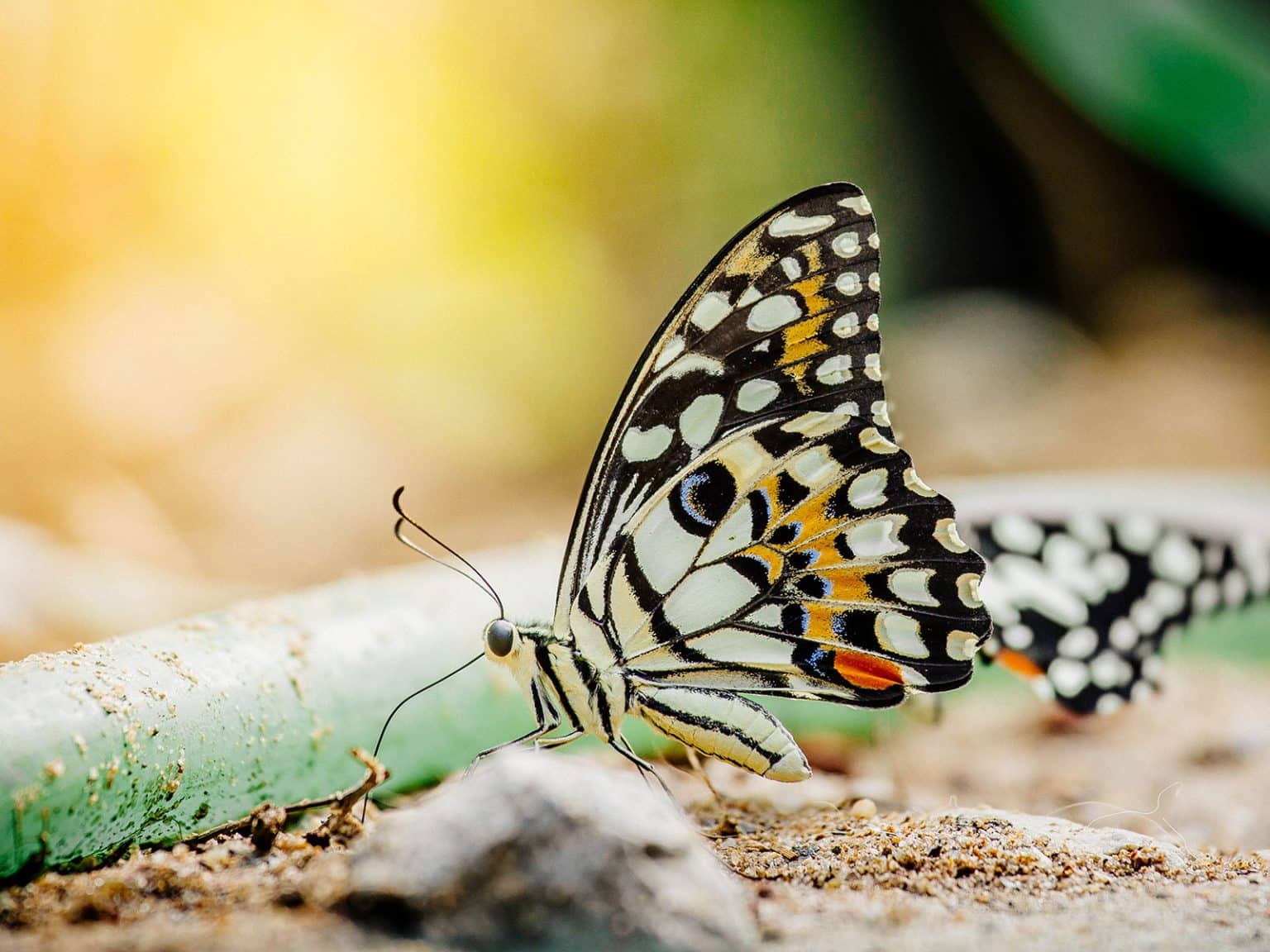 7 Effortless Ways to Attract Butterflies to Your Garden – Garden Betty