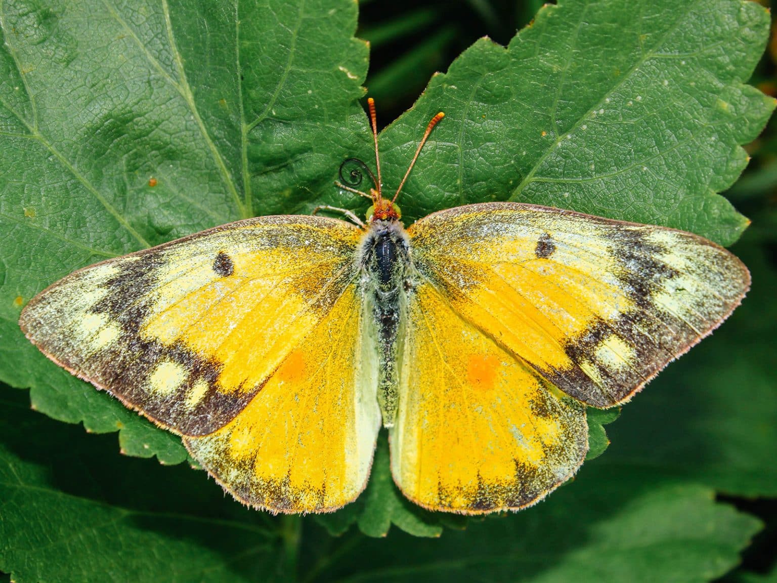 A Visual Guide to Identifying Butterflies in Your Garden - Garden Betty