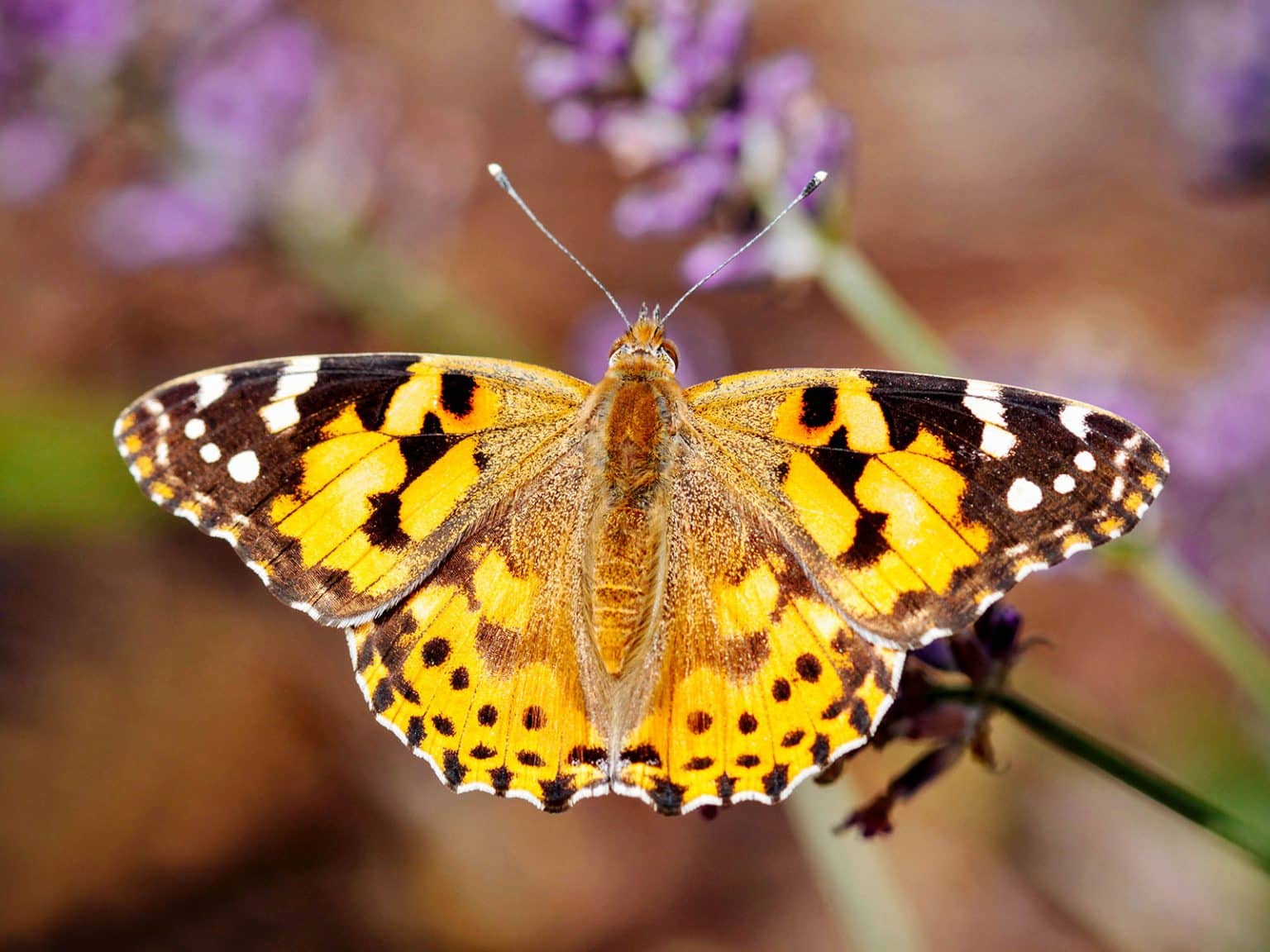 A Visual Guide to Identifying Butterflies in Your Garden - Garden Betty