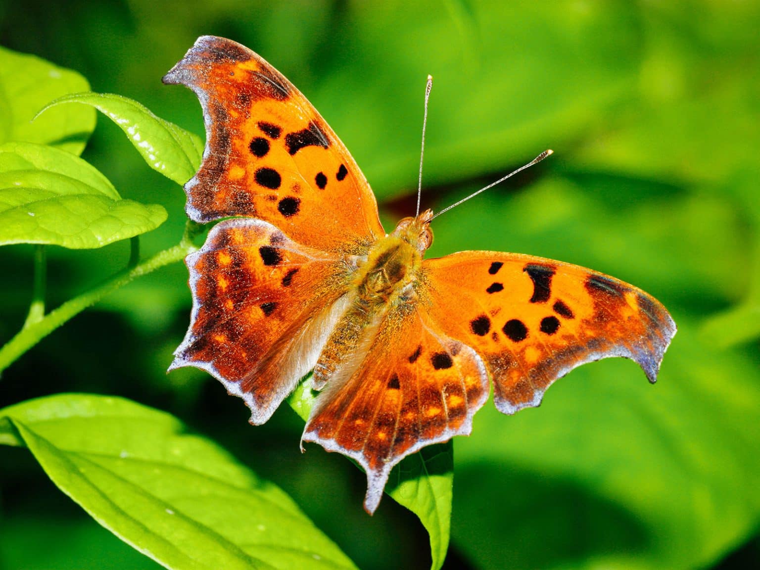A Visual Guide to Identifying Butterflies in Your Garden - Garden Betty