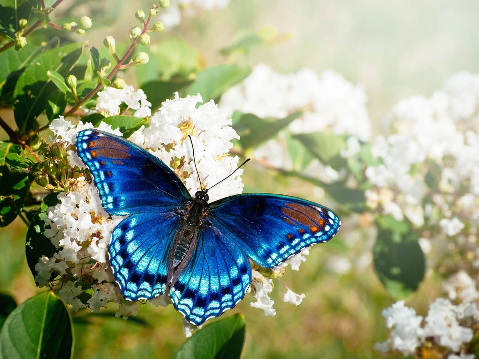 A Visual Guide to Identifying Butterflies in Your Garden - Garden Betty