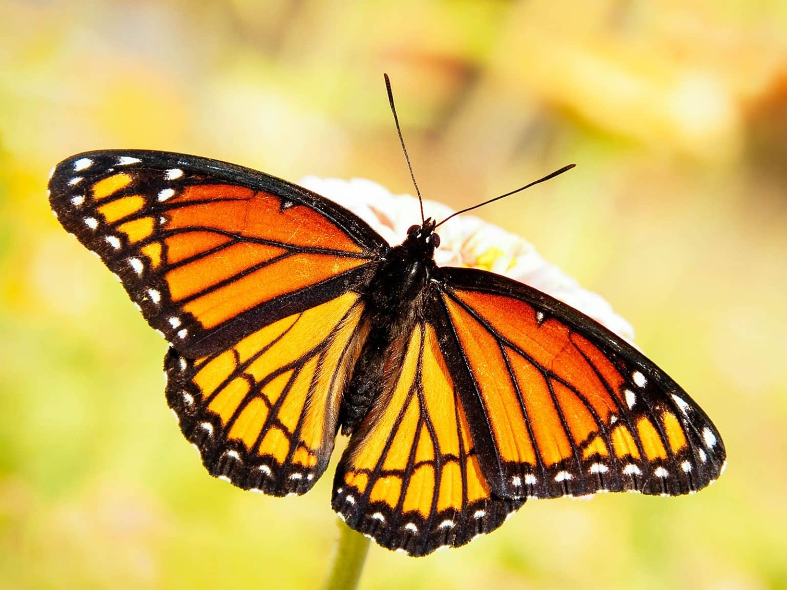 A Visual Guide to Identifying Butterflies in Your Garden – Garden Betty