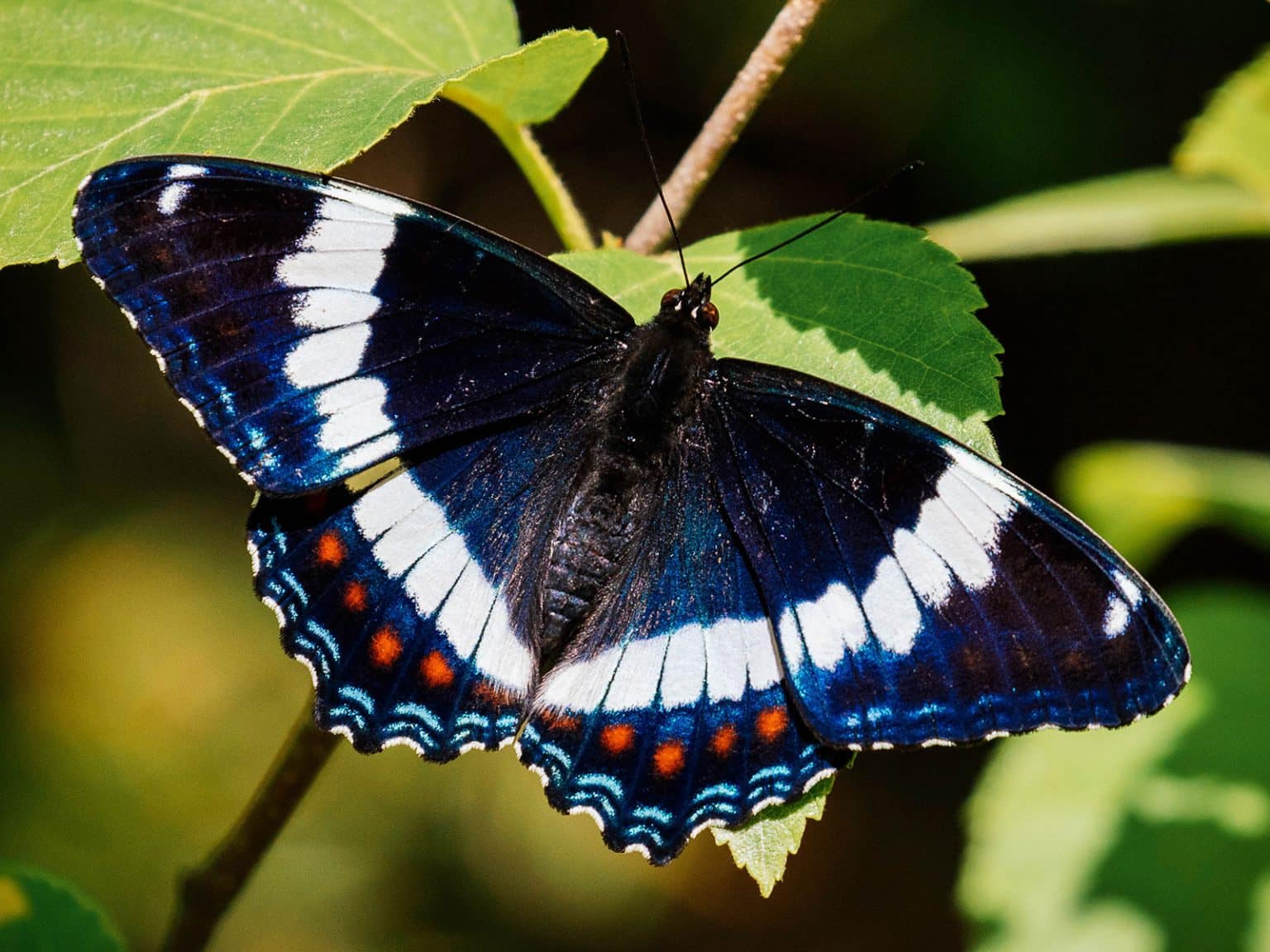 A Visual Guide to Identifying Butterflies in Your Garden – Garden Betty