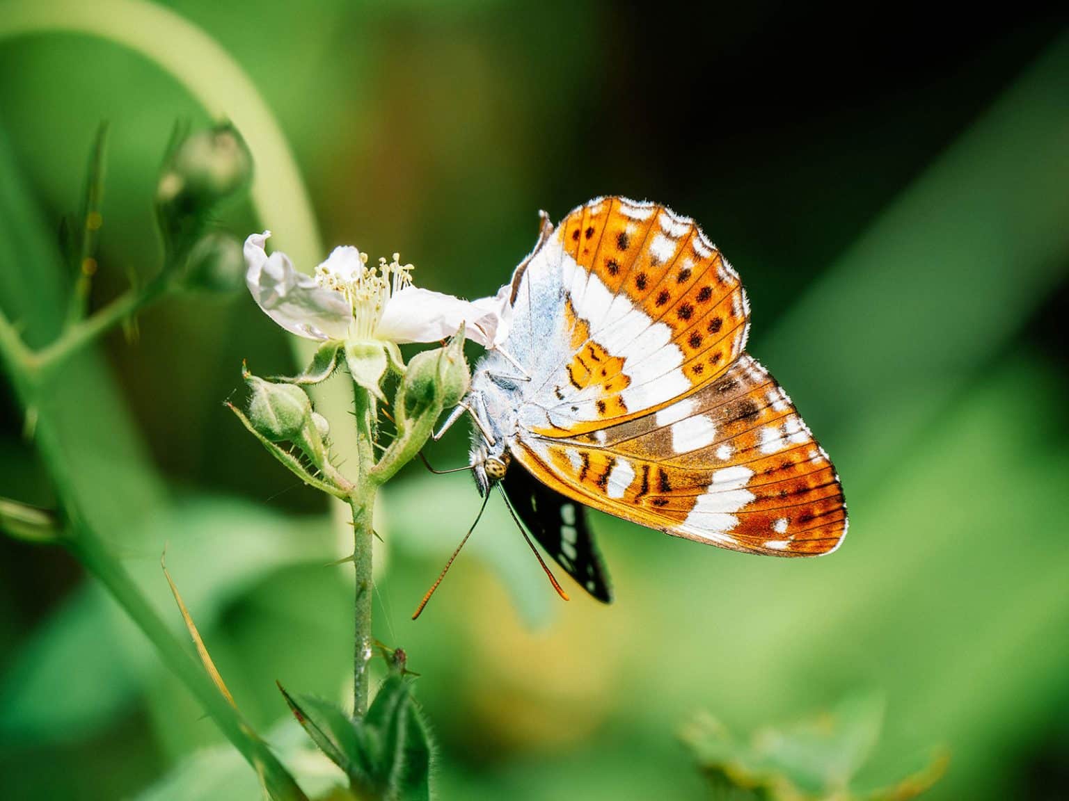 A Visual Guide to Identifying Butterflies in Your Garden - Garden Betty