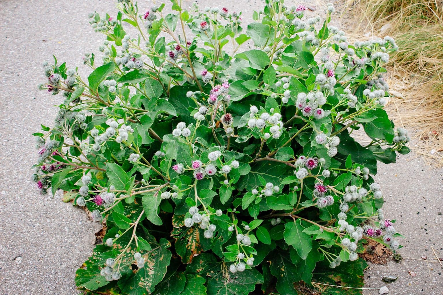 28 Edible Weeds and Invasive Plants That Are Actually Delicious ...
