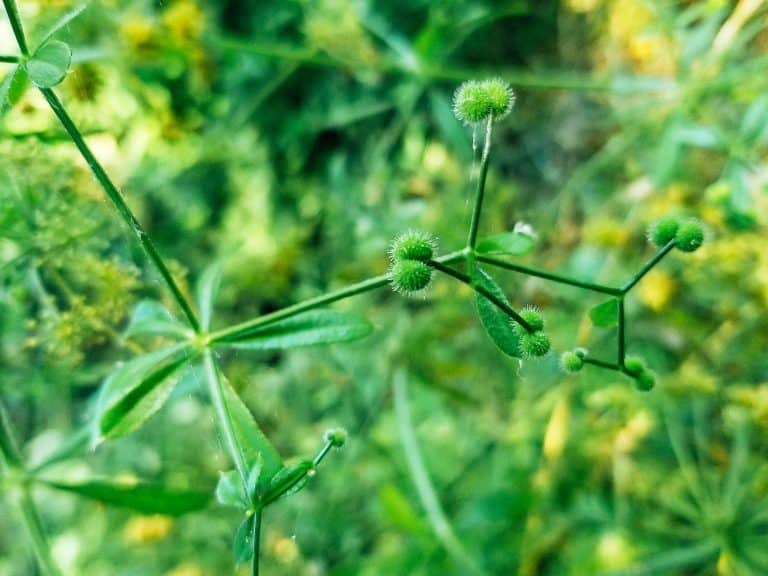 28 Edible Weeds and Invasive Plants That Are Actually Delicious ...